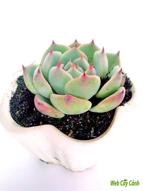 Cây cảnh sen đá viền hồng biểu tượng của tình yêu