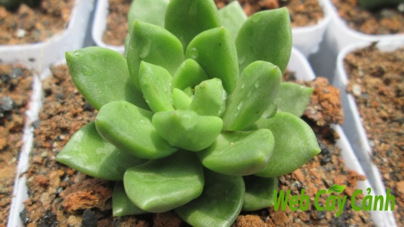 Cây cảnh sen đá xanh ý nghĩa và cách chăm sóc