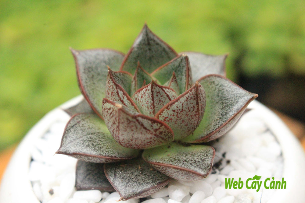 Sen đá bông hồng đen và cách chăm sóc tốt nhất