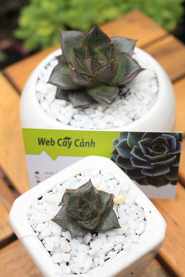 Sen đá bông hồng đen và cách chăm sóc tốt nhất