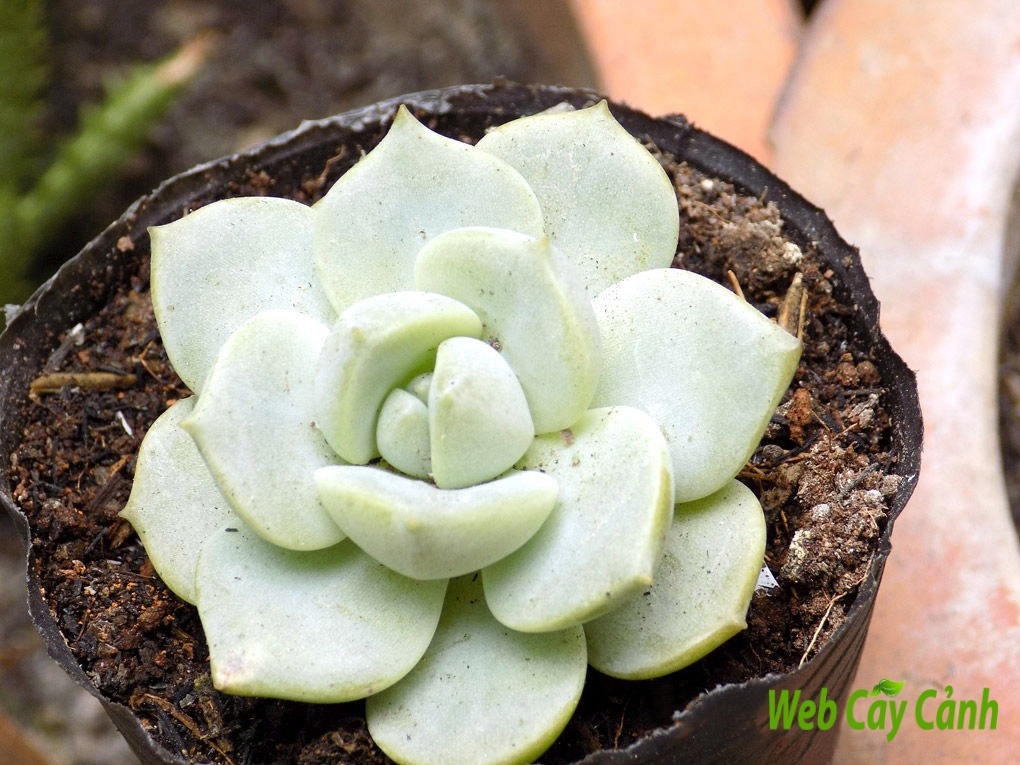 Sen đá hoa hồng trắng tình yêu mãnh liệt