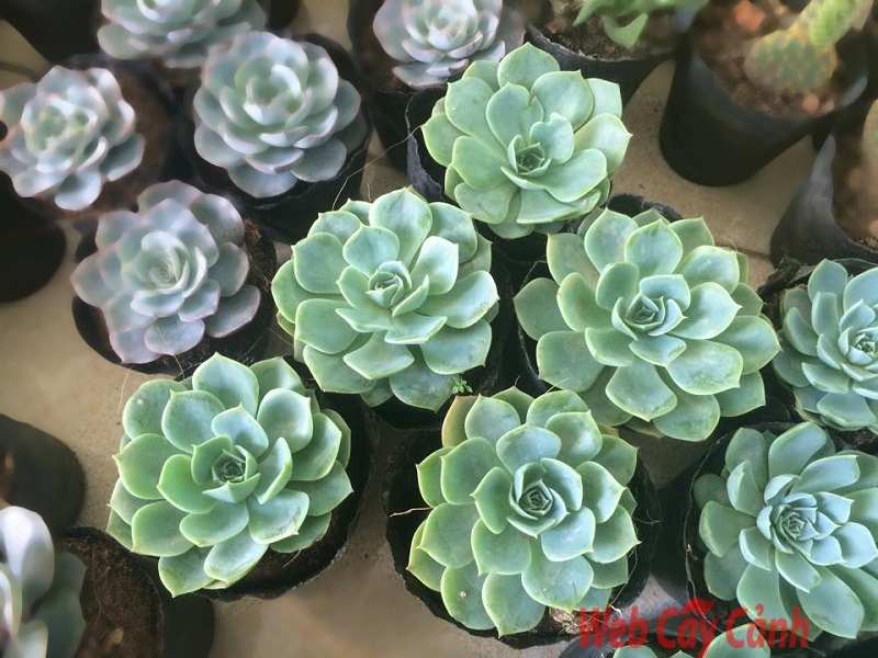 Sen đá đất đại diện cho sắc đẹp của của loài sen đá