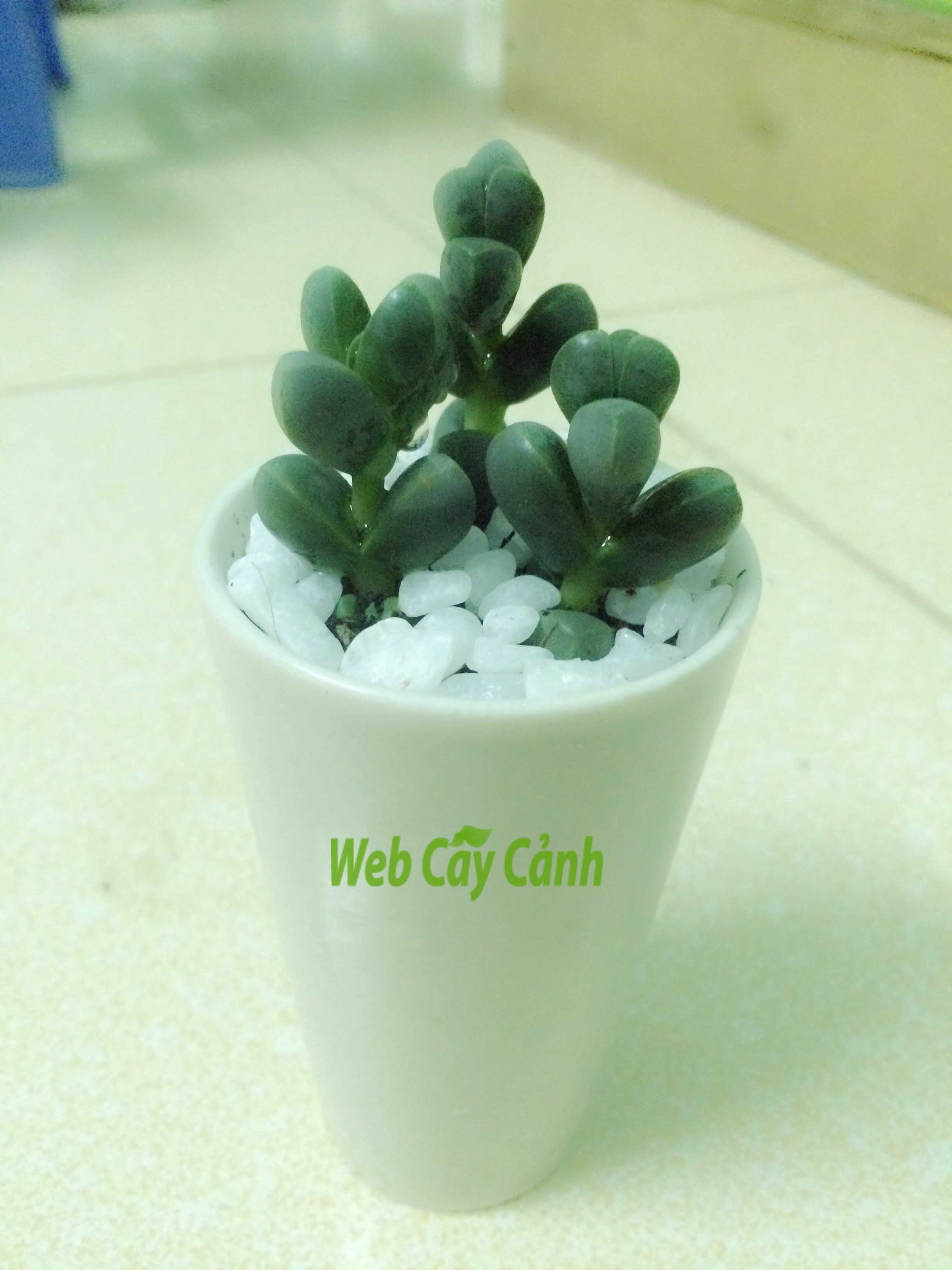 Cây sen đá lá tim biểu tượng cho một tình yêu vĩnh cửu