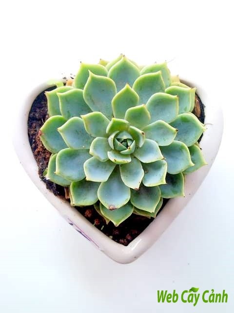 Sen đá thái ý nghĩa và cách chăm sóc để cây phát triển | Flowerfarm.vn ...