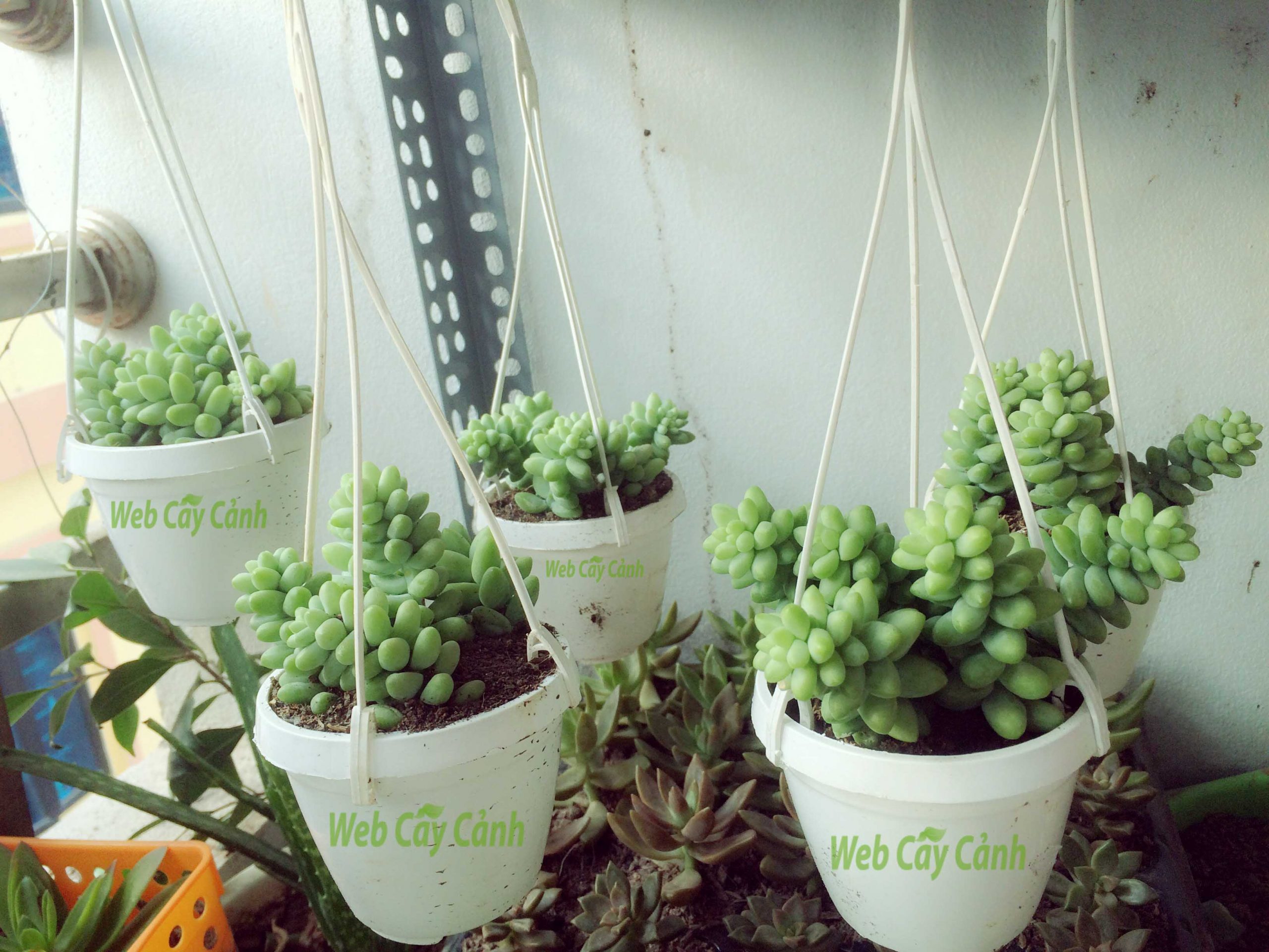 Cây Sen Đá Chuỗi Ngọc Bi rủ và cách chăm sóc phù hợp