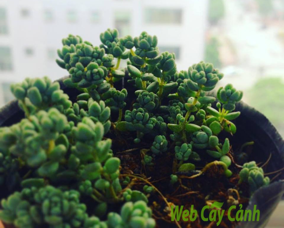 Cây Sen Đá Sedum Hoa Hồng nhỏ xíu đáng yêu 39k