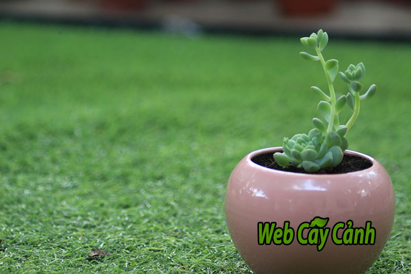 Cây Sen Đá Dù Viền Hồng giá chỉ 29k