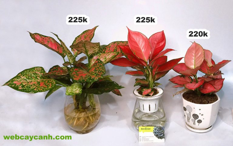 Cây Vạn Lộc ý nghĩa phong thủy và cách chăm sóc