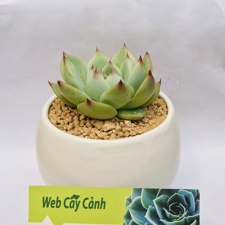 Sen đá Bánh Bao Lửa - Giống mới