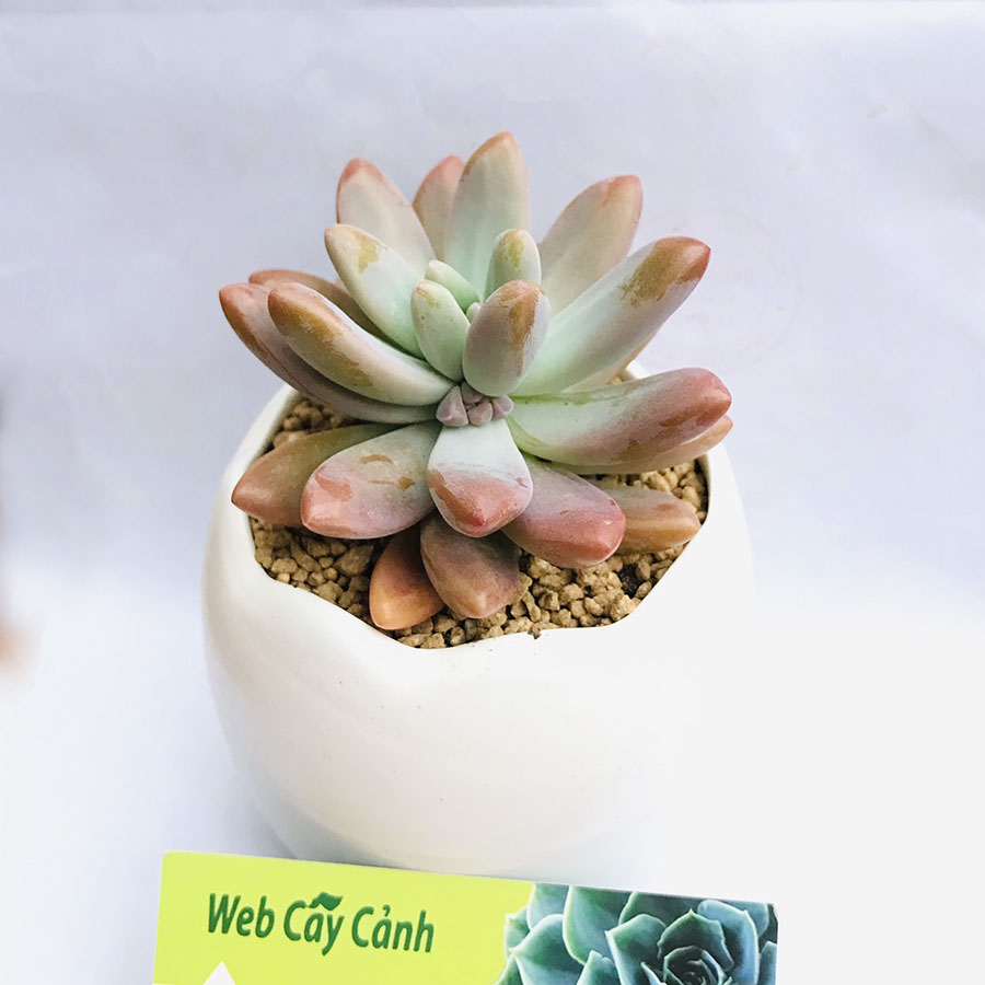 Cây Sen đá Pha Lê màu đỏ thuần khí hậu dễ sống 6k