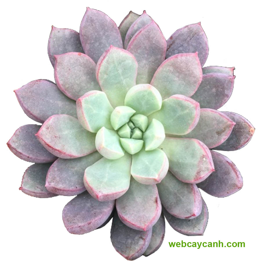 Cây Sen Đá Kim Cương Tím thuần khí hậu giá chỉ từ 6k