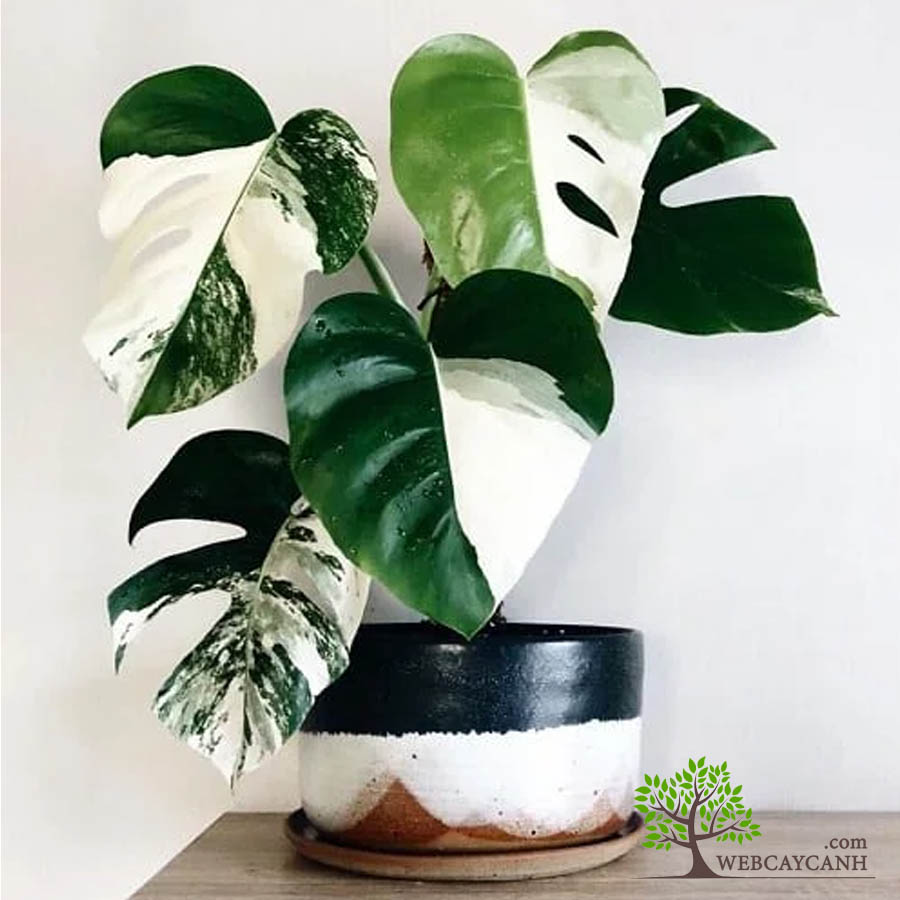 Cây Monstera Albo trầu bà lá xẻ đột biến chỉ 550k