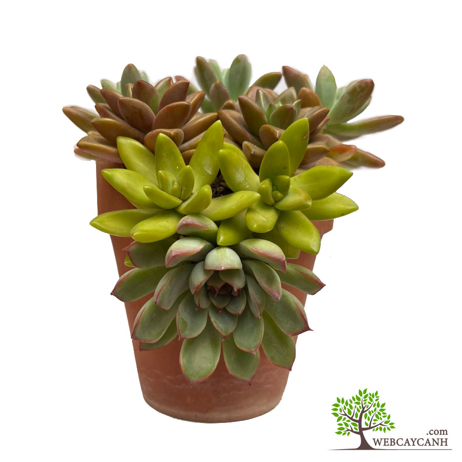 Chậu sen đá vát quà tặng đặc biệt và ý nghĩa